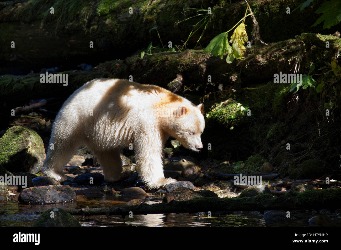 Kermode Bear (Ursus americanus kermodei), white morph called spirit ...