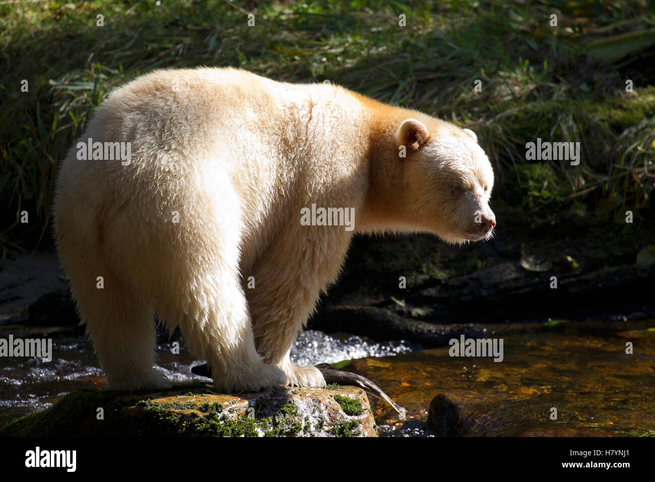 Kermode Bear (Ursus americanus kermodei), white morph called spirit ...