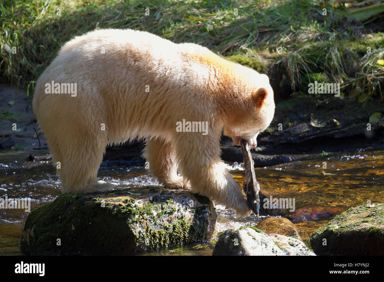 Kermode Bear (Ursus americanus kermodei), white morph called spirit ...