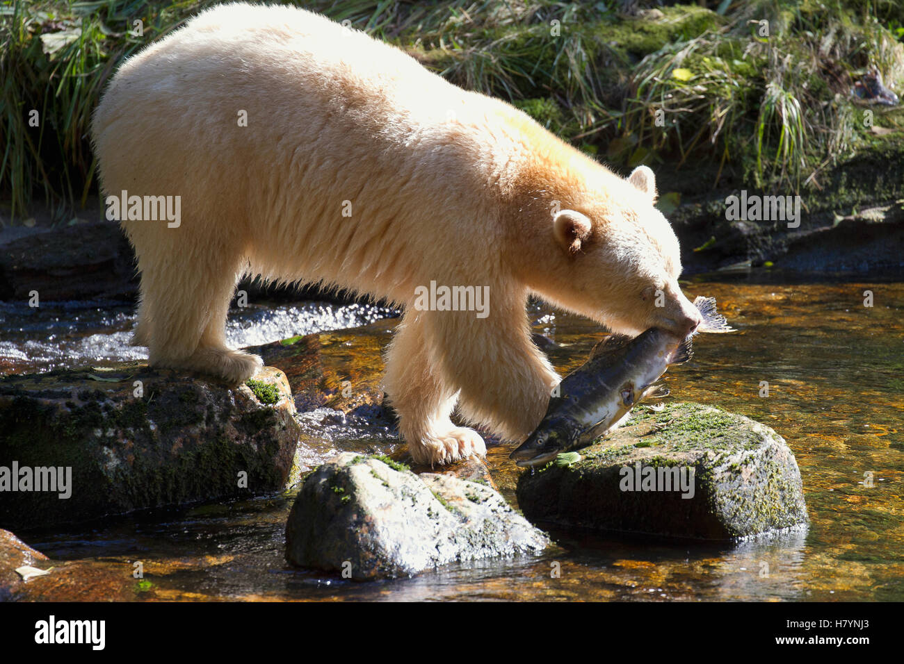 Kermode Bear (Ursus americanus kermodei), white morph called spirit ...