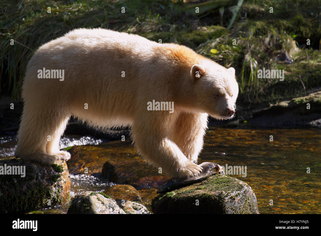 Kermode Bear (Ursus americanus kermodei), white morph called spirit ...