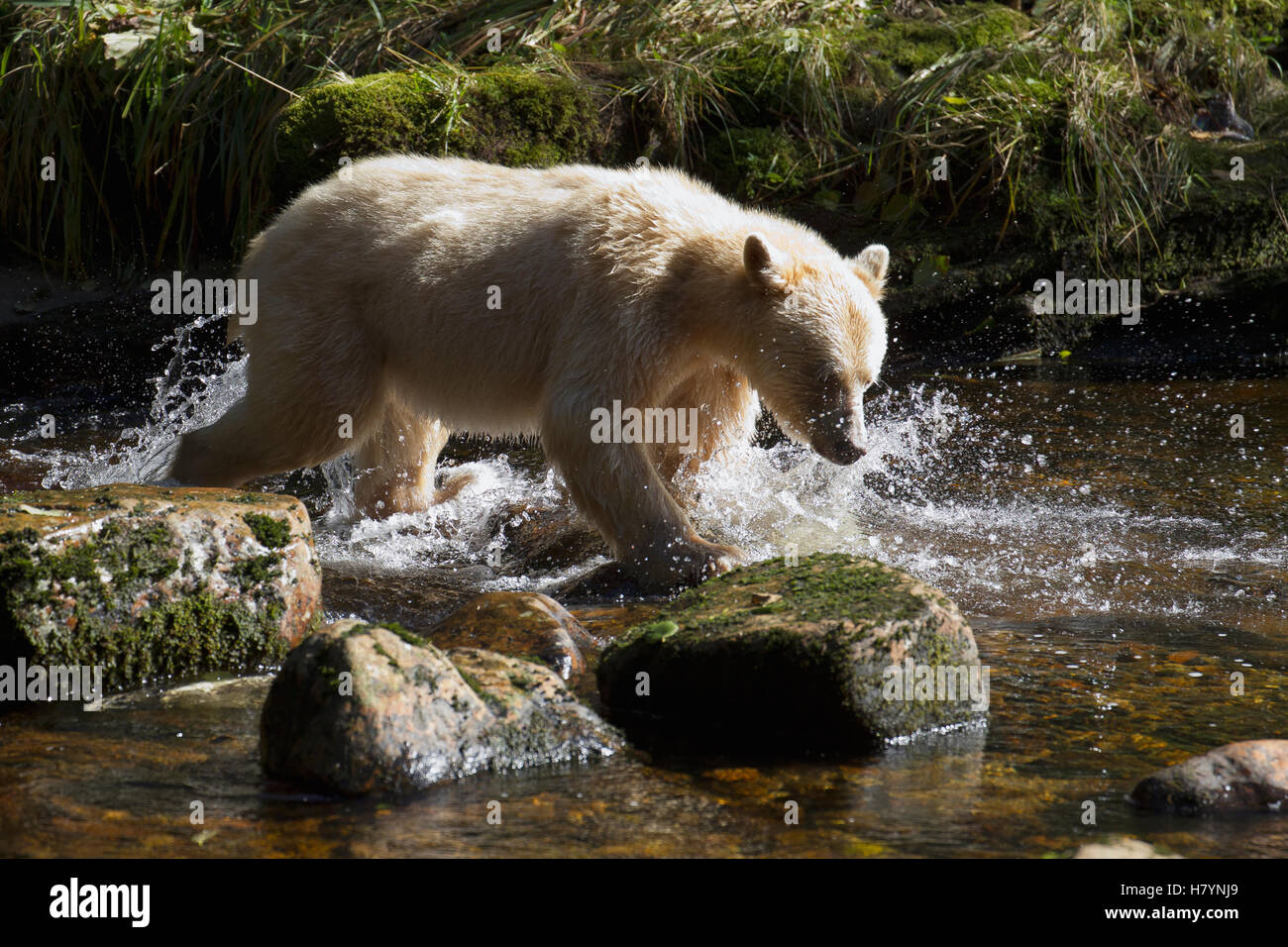 Kermode Bear (Ursus americanus kermodei), white morph called spirit ...