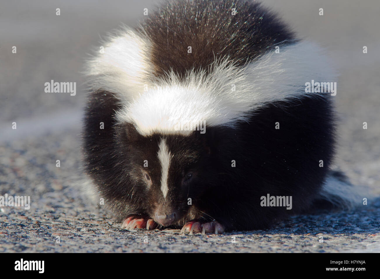 Striped Skunk (Mephitis mephitis) juvenile on road, Kenora, Ontario ...