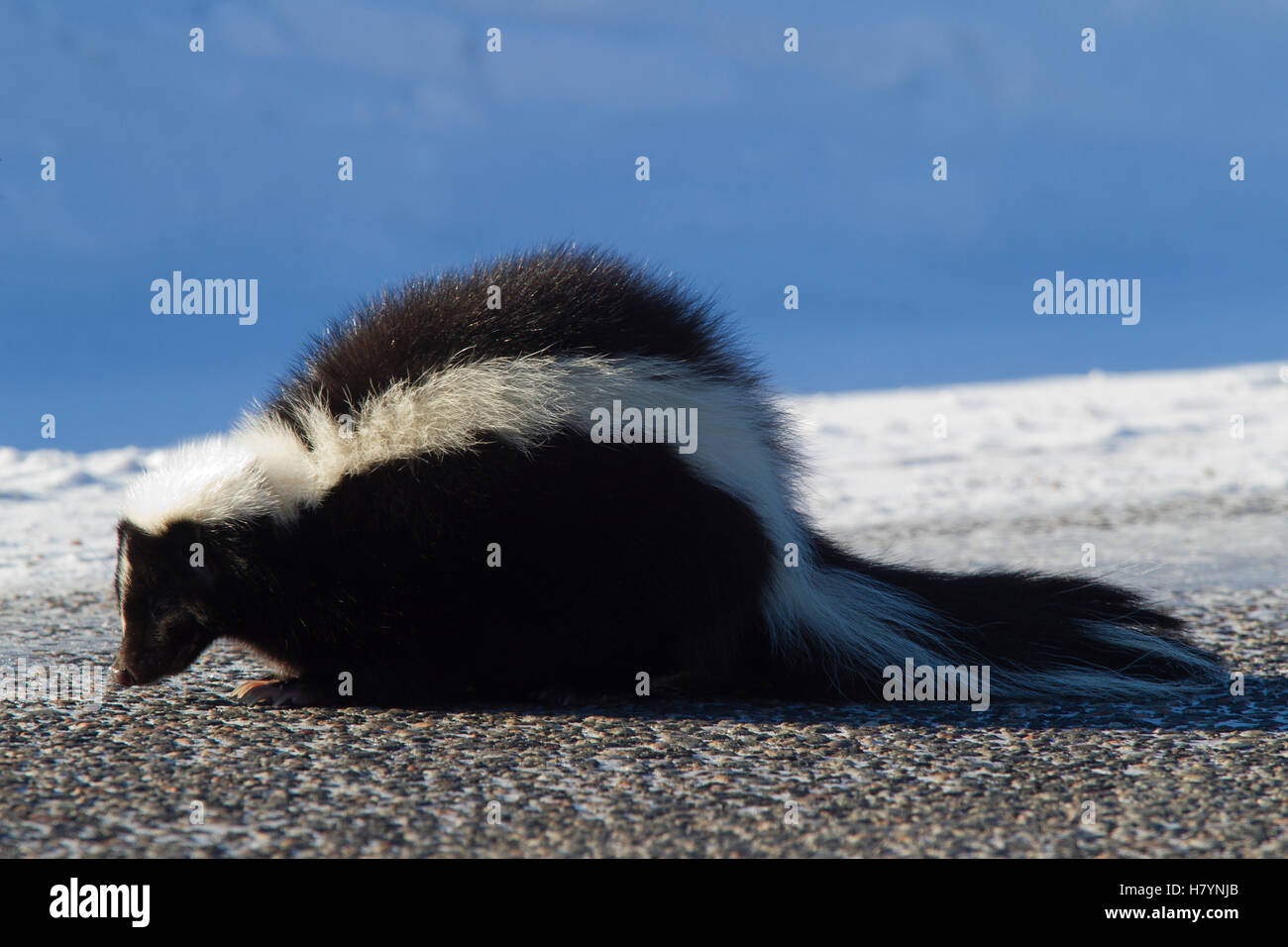 Striped Skunk (Mephitis mephitis) juvenile on road, Kenora, Ontario ...