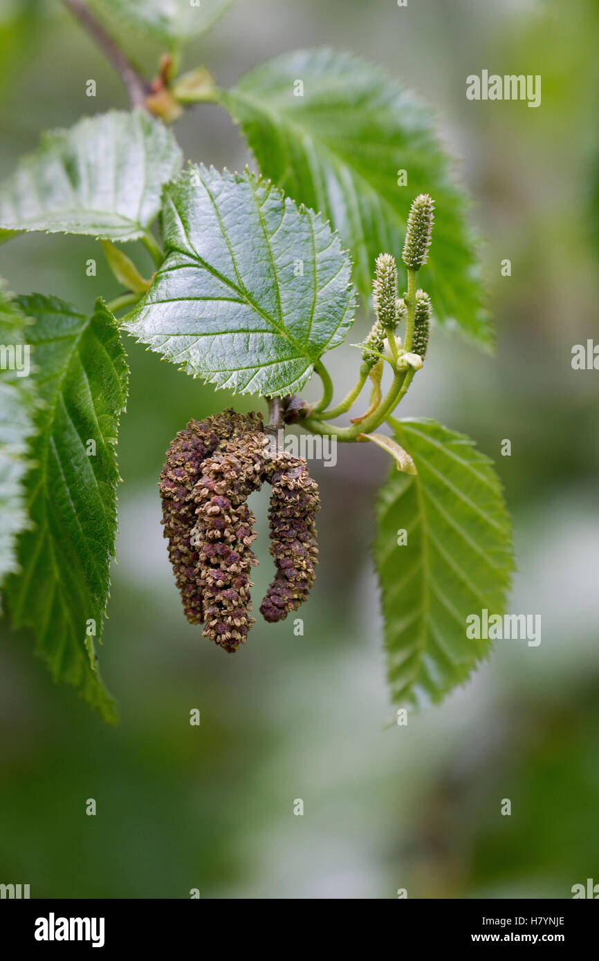 Alaska paper birch hi-res stock photography and images - Alamy