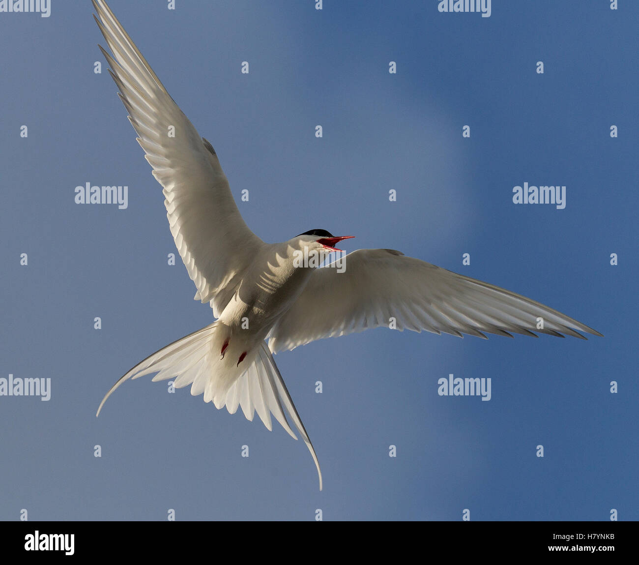 Arctic Tern (Sterna paradisaea) flying, Yakutat, Alaska Stock Photo - Alamy