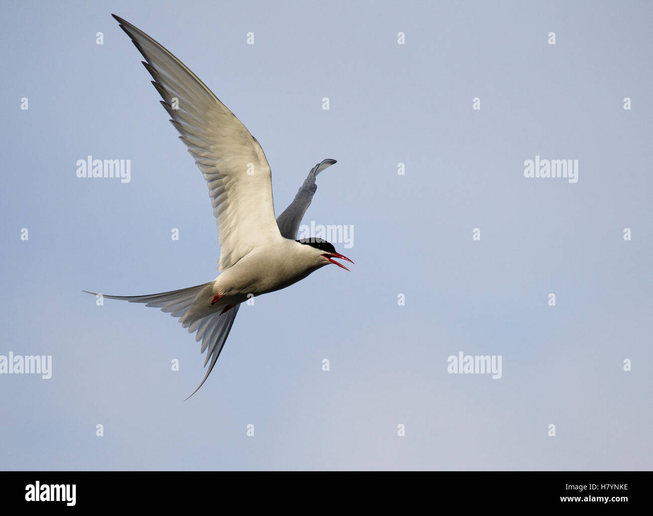Arctic Tern (Sterna paradisaea) flying, Yakutat, Alaska Stock Photo - Alamy