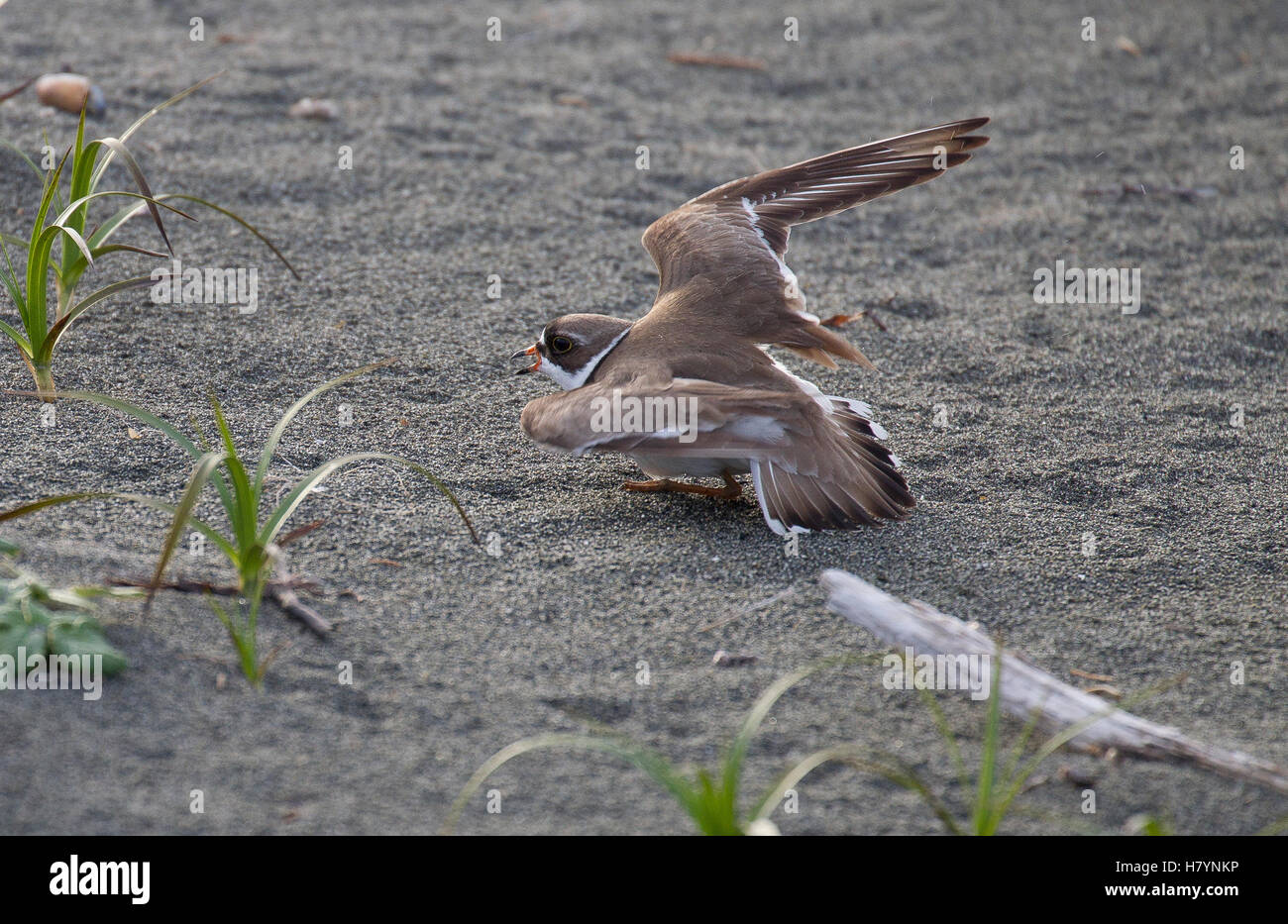 Semipalmated Plover (Charadrius semipalmatus) using broken-wing display ...