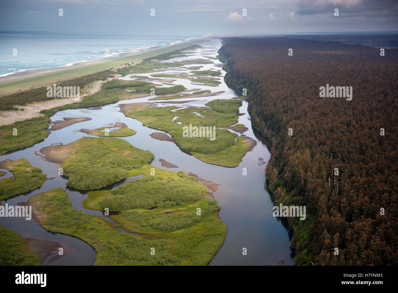 Spruce (Picea sp) forest along Akwe River and coast, Tongass National ...