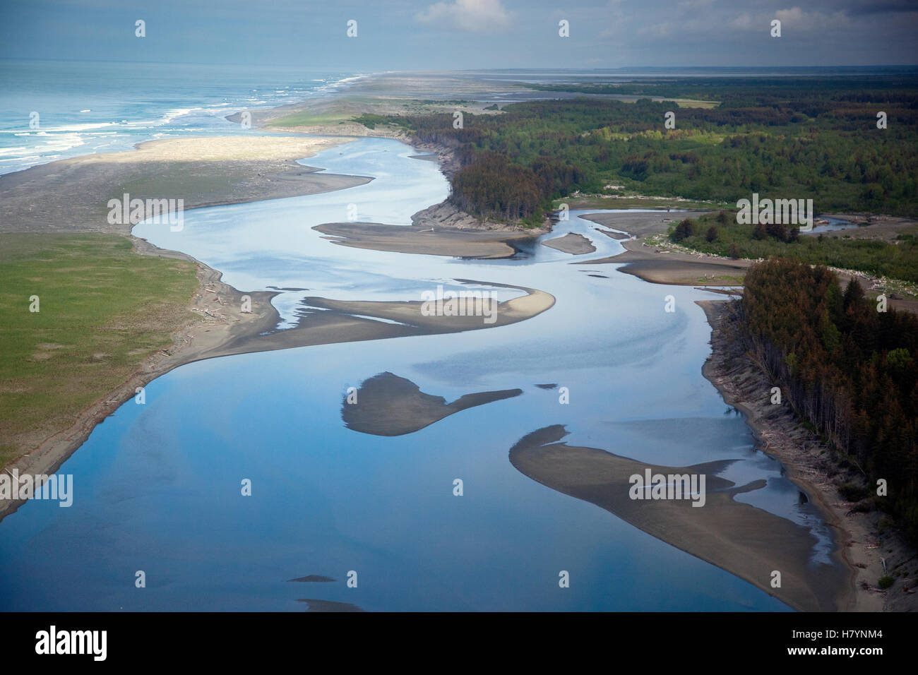 Spruce (Picea sp) forest along Akwe River, Tongass National Forest ...