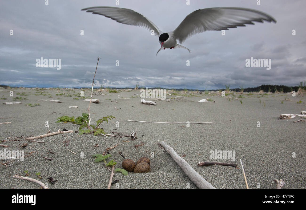 Arctic Tern (Sterna paradisaea) protecting ground nest and eggs ...