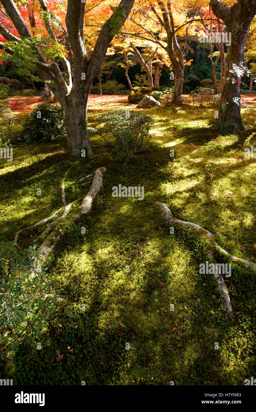 Japanese Maple (Acer palmatum) trees in fall colors, Kyoto, Japan Stock ...