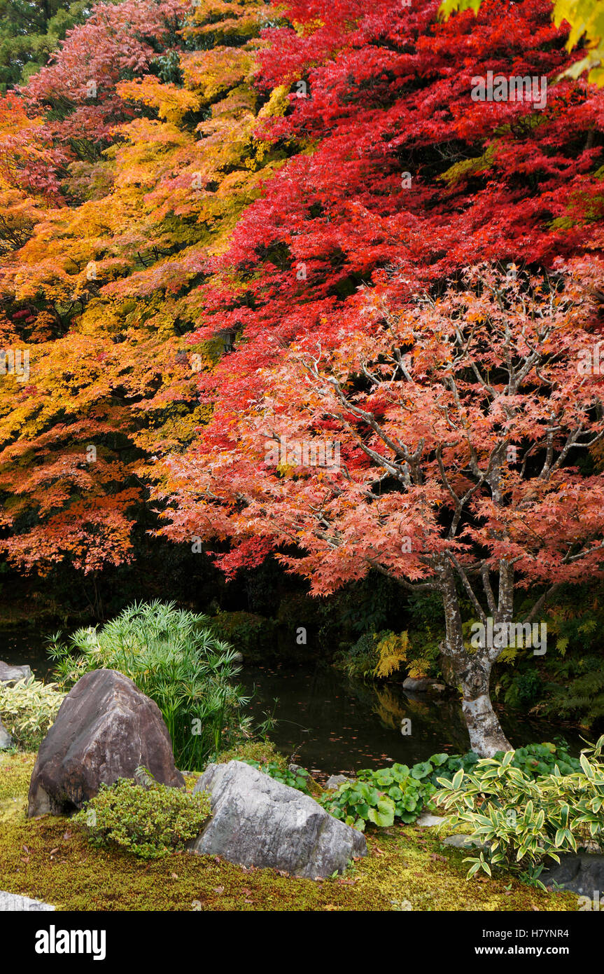 Japanese Maple (Acer palmatum) trees in fall colors, Kyoto, Japan Stock ...