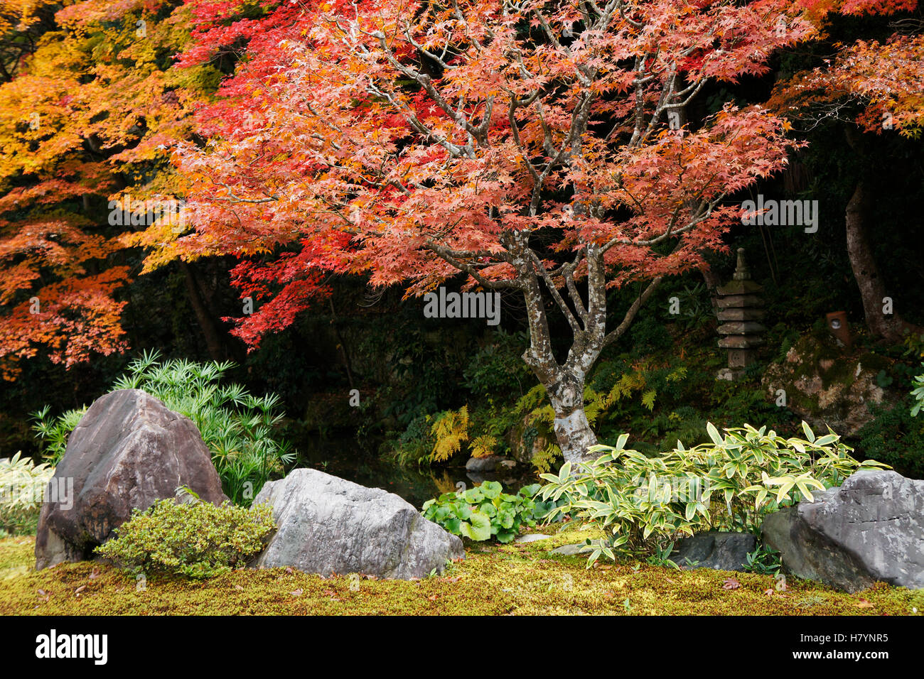 Japanese Maple (Acer palmatum) trees in fall colors, Kyoto, Japan Stock ...