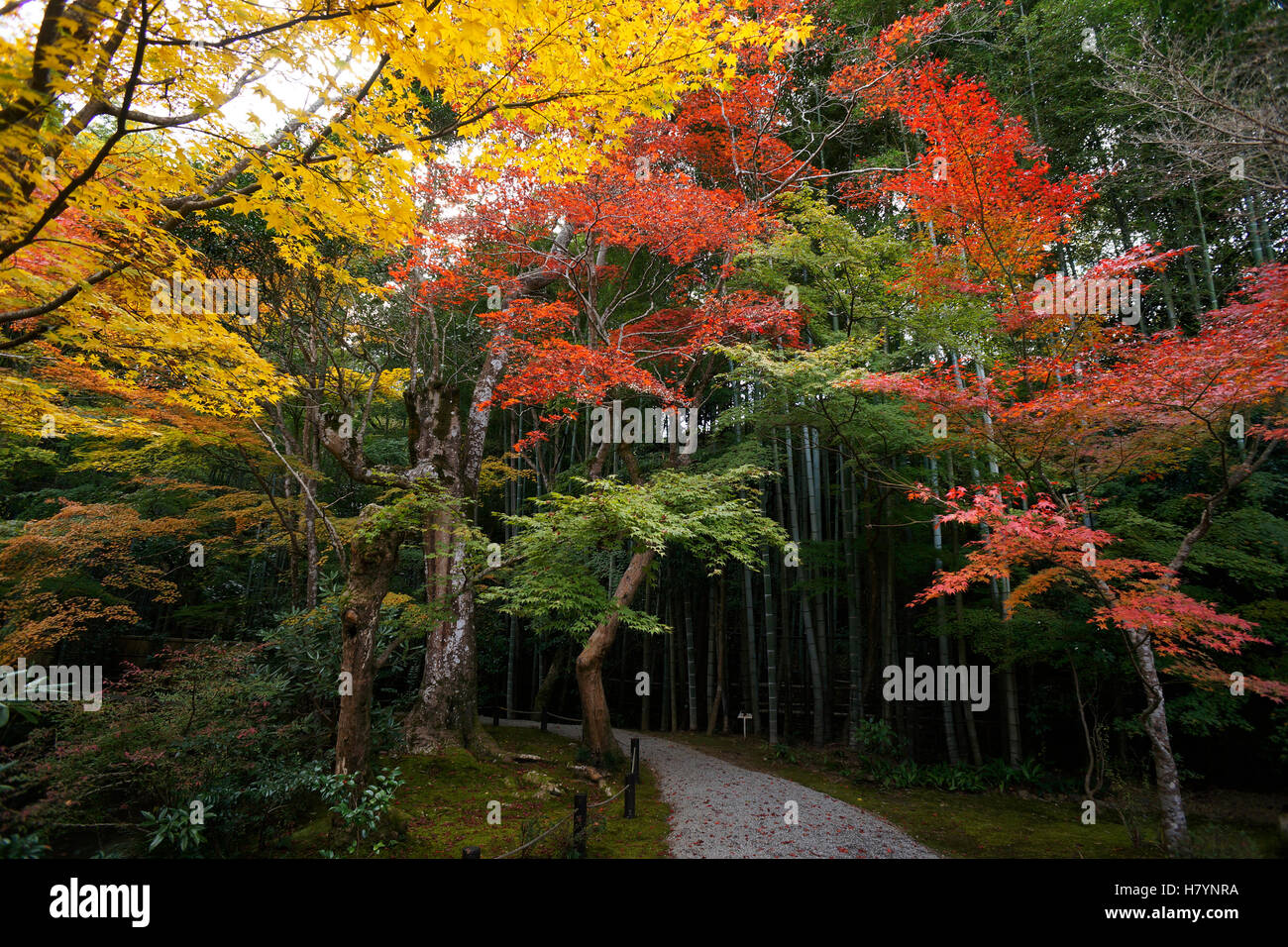 Japanese Maple (Acer palmatum) forest in fall colors, Kyoto, Japan ...