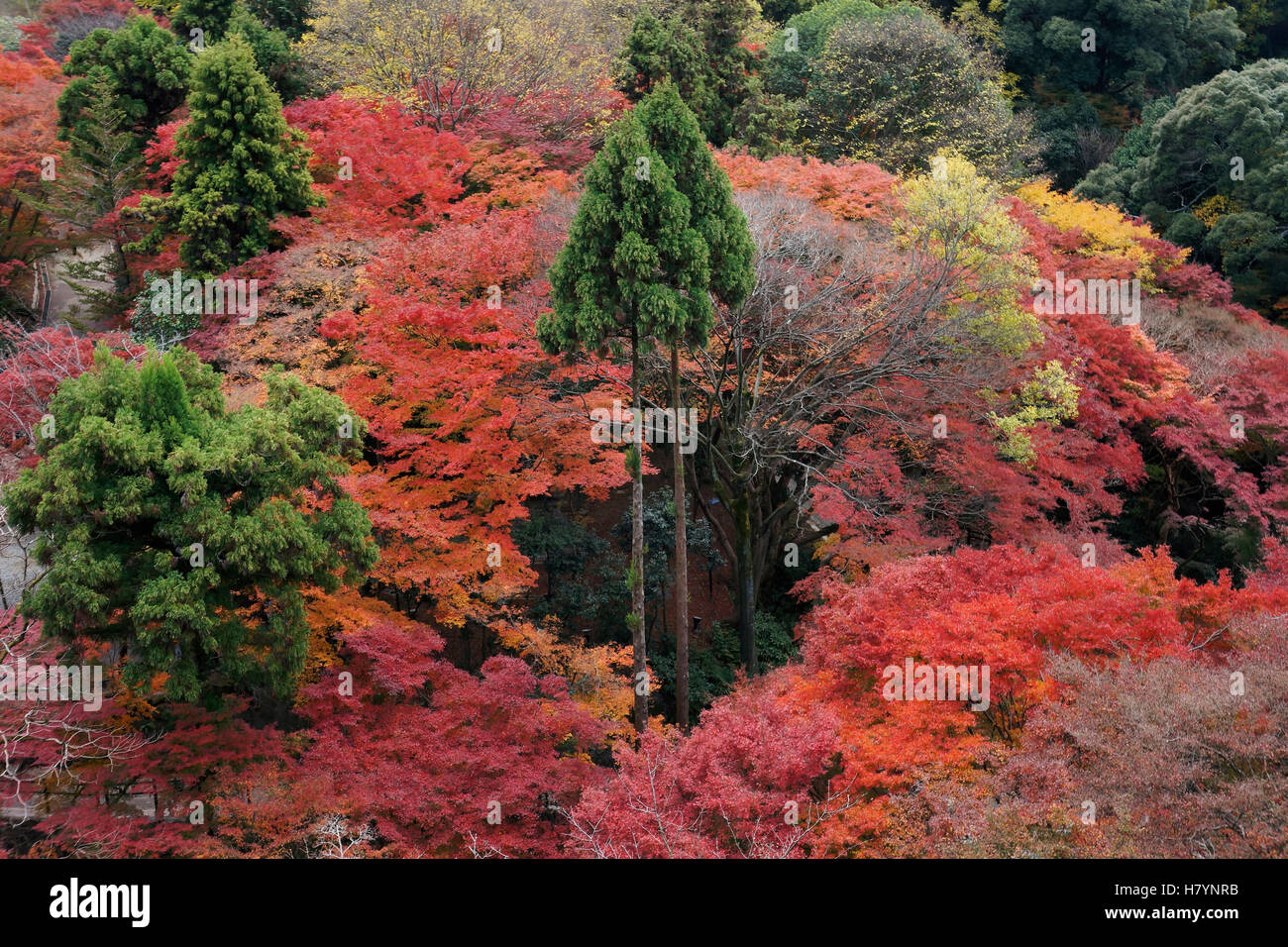 Japanese Maple (Acer palmatum) forest in fall colors, Kyoto, Japan ...