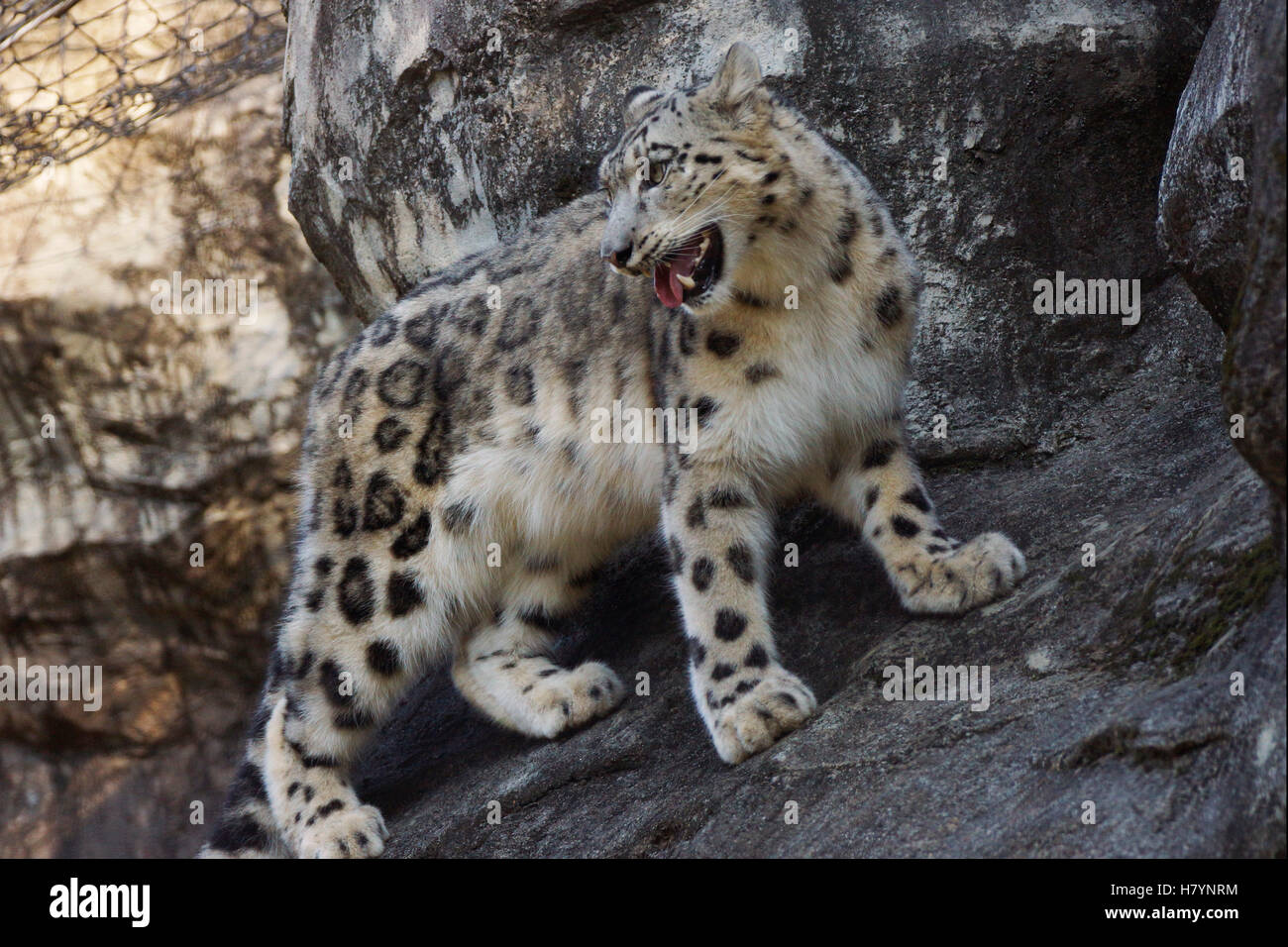 Snow Leopard (Panthera uncia) sub-adult, Japan Stock Photo - Alamy