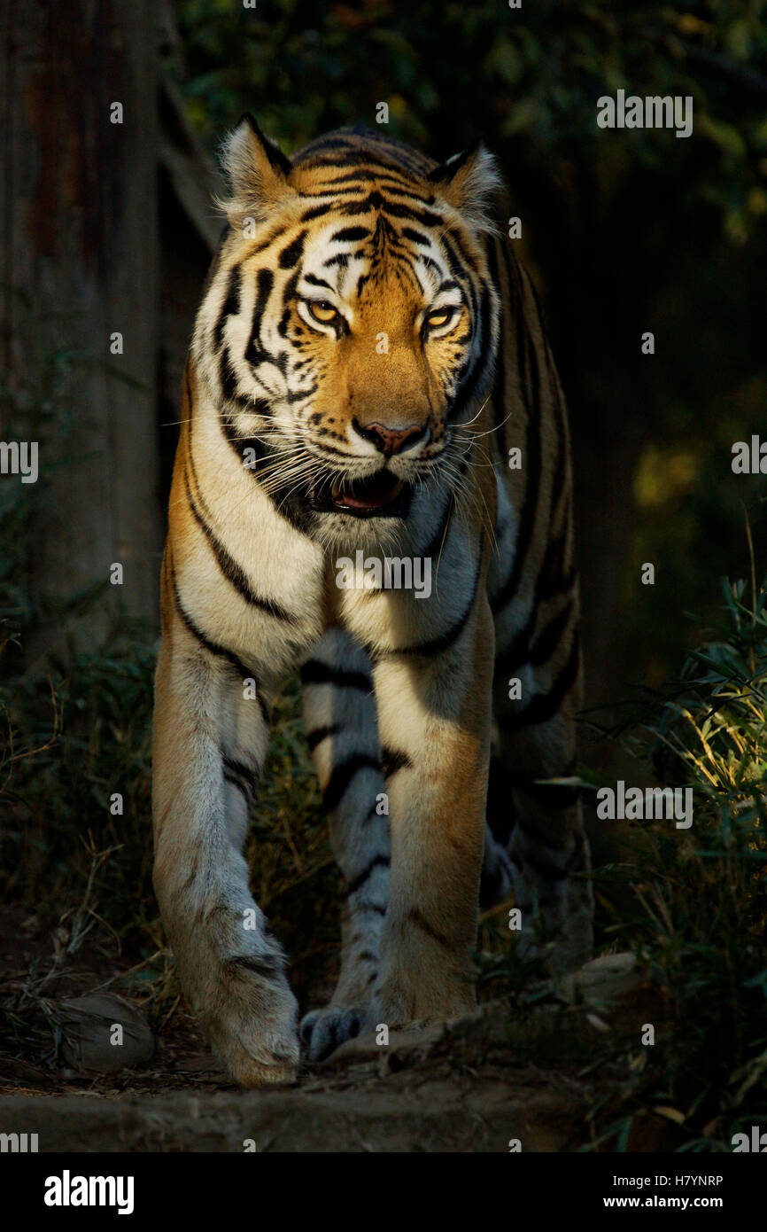 Siberian Tiger (Panthera tigris altaica), Japan Stock Photo - Alamy