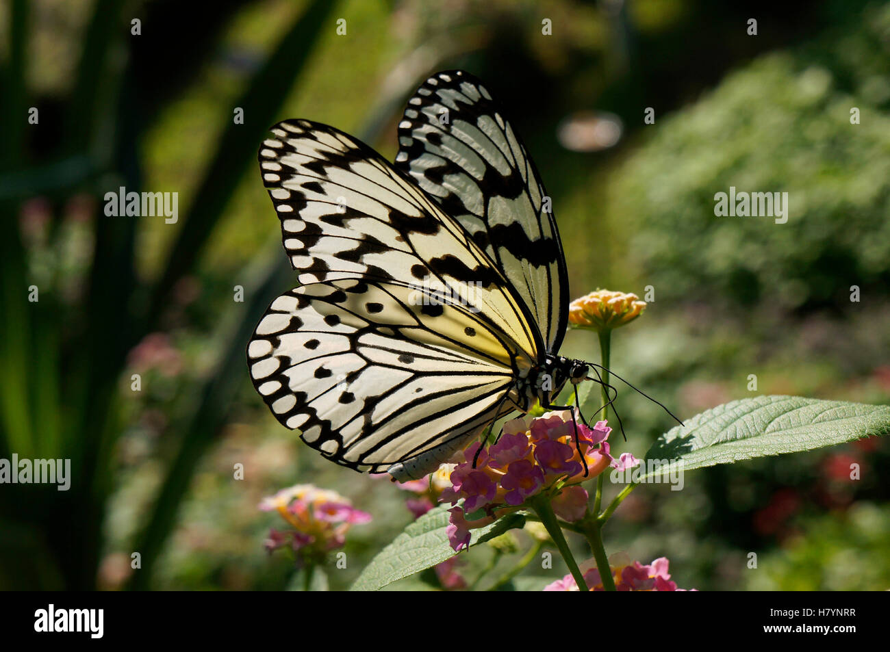 Paper Kite (Idea leuconoe) butterfly, Okinawa, Japan Stock Photo - Alamy