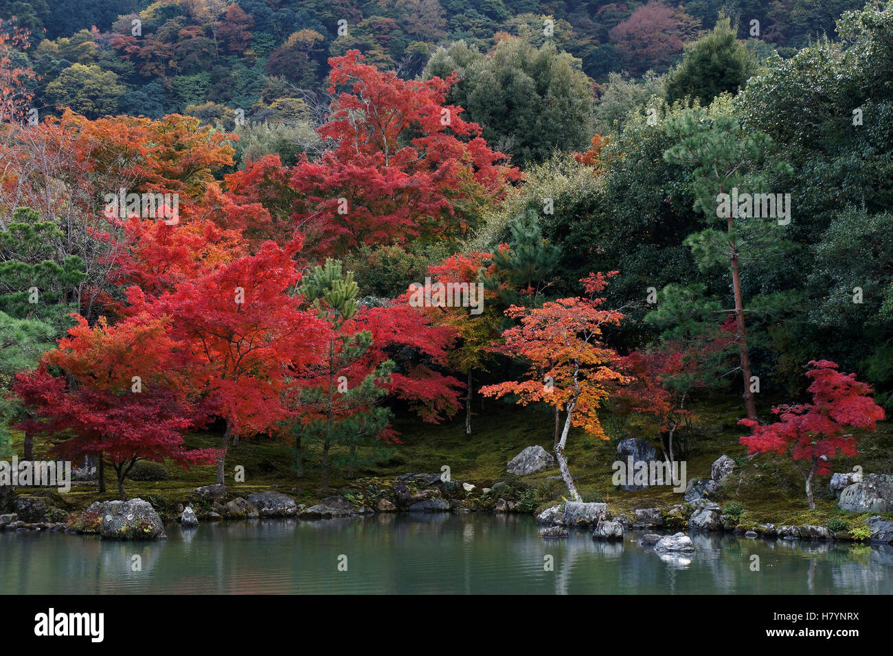 Japanese Maple (Acer palmatum) trees in fall colors, Tenryu-ji Temple ...