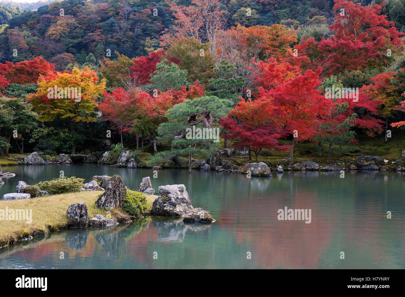 Japanese Maple (Acer palmatum) trees in fall colors, Tenryu-ji Temple ...