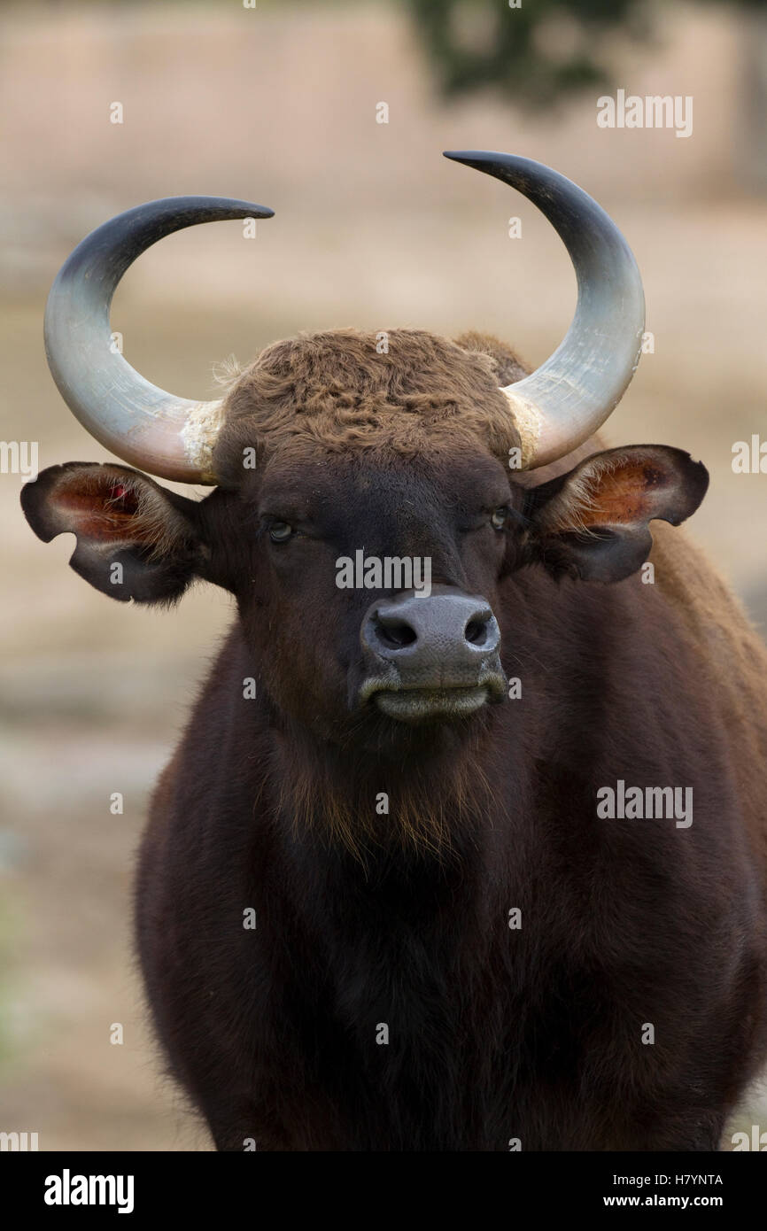 Indian Gaur (Bos frontalis) female, native to Asia Stock Photo - Alamy