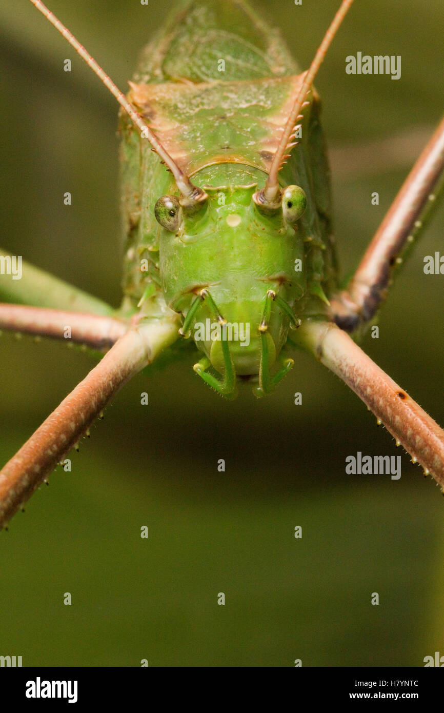 Katydid (Tettigoniidae), native to tropical regions Stock Photo - Alamy