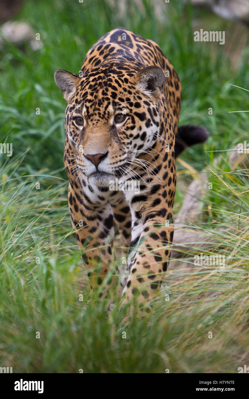Jaguar (Panthera onca) male, native to Central and South America Stock ...