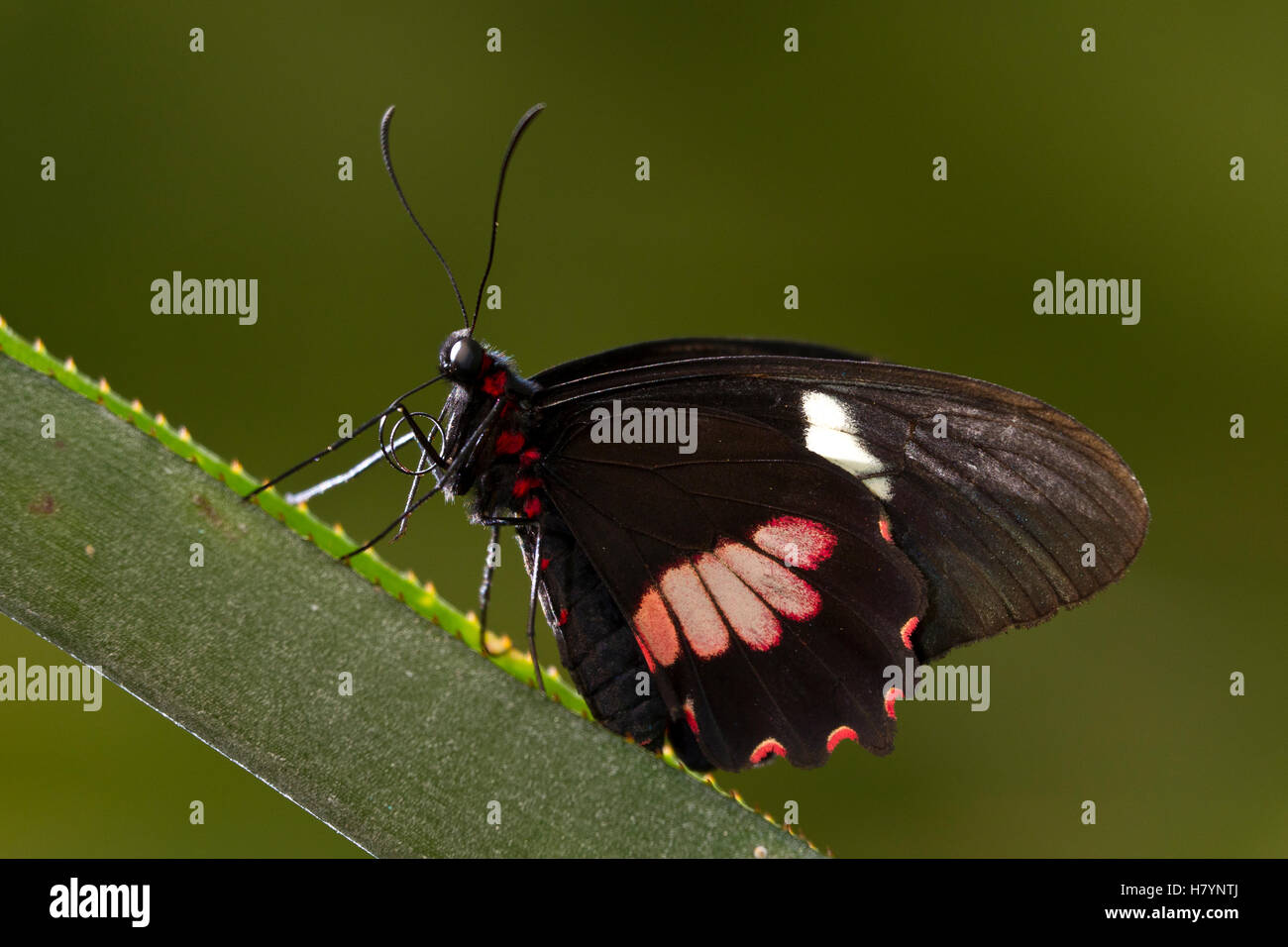 Cattleheart (Parides sp) butterfly, native to the Americas Stock Photo ...