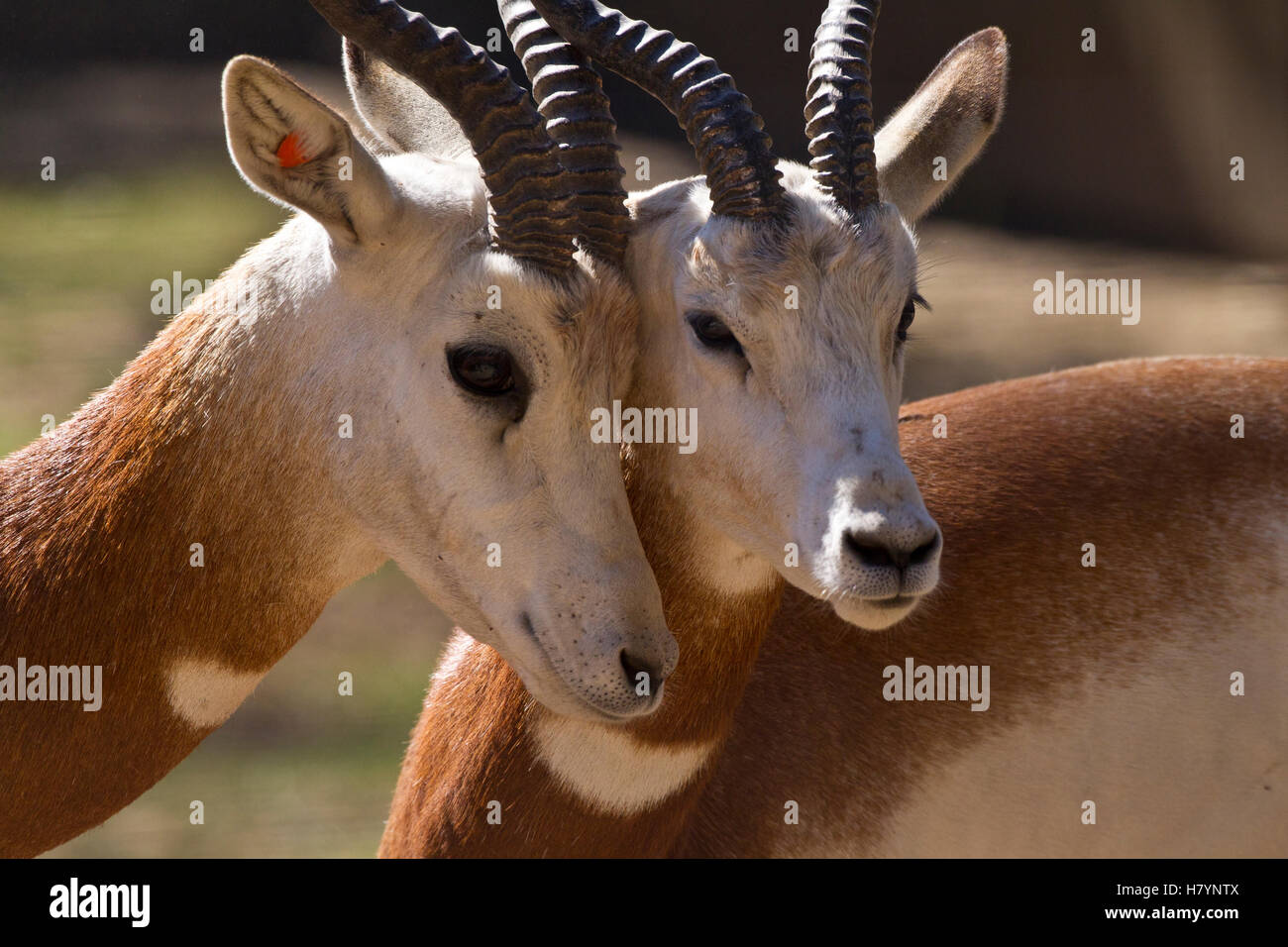 Addra Gazelle (Nanger dama) pair bonding, native to Africa Stock Photo ...
