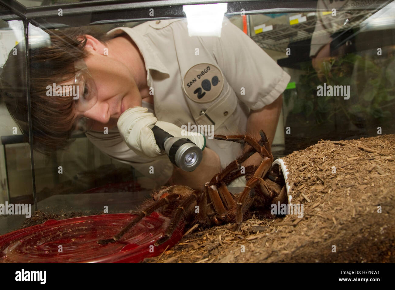 Tarantula (Theraphosidae) pair courting with keeper looking on, San ...
