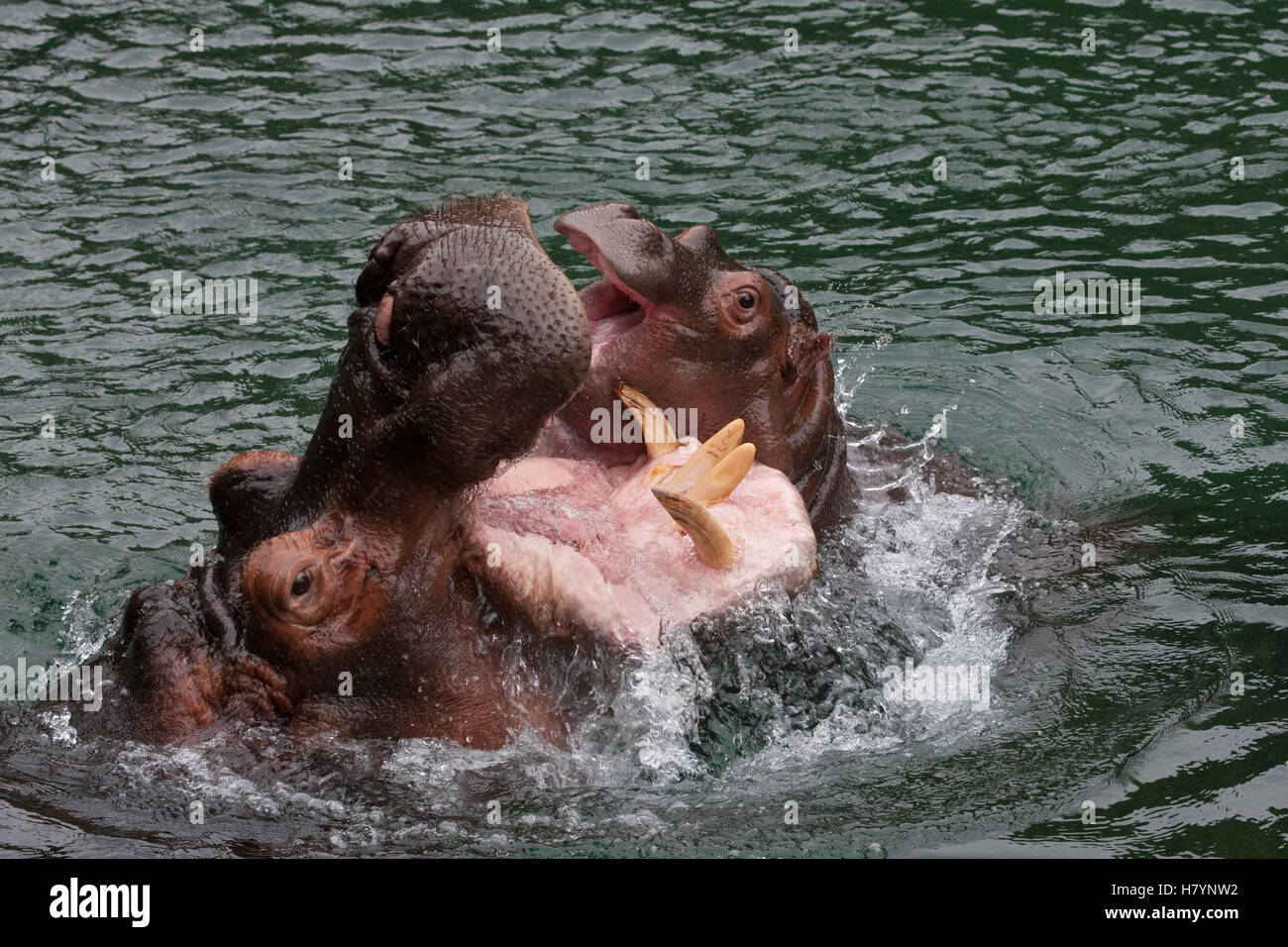 East African River Hippopotamus (Hippopotamus amphibius kiboko) playing ...