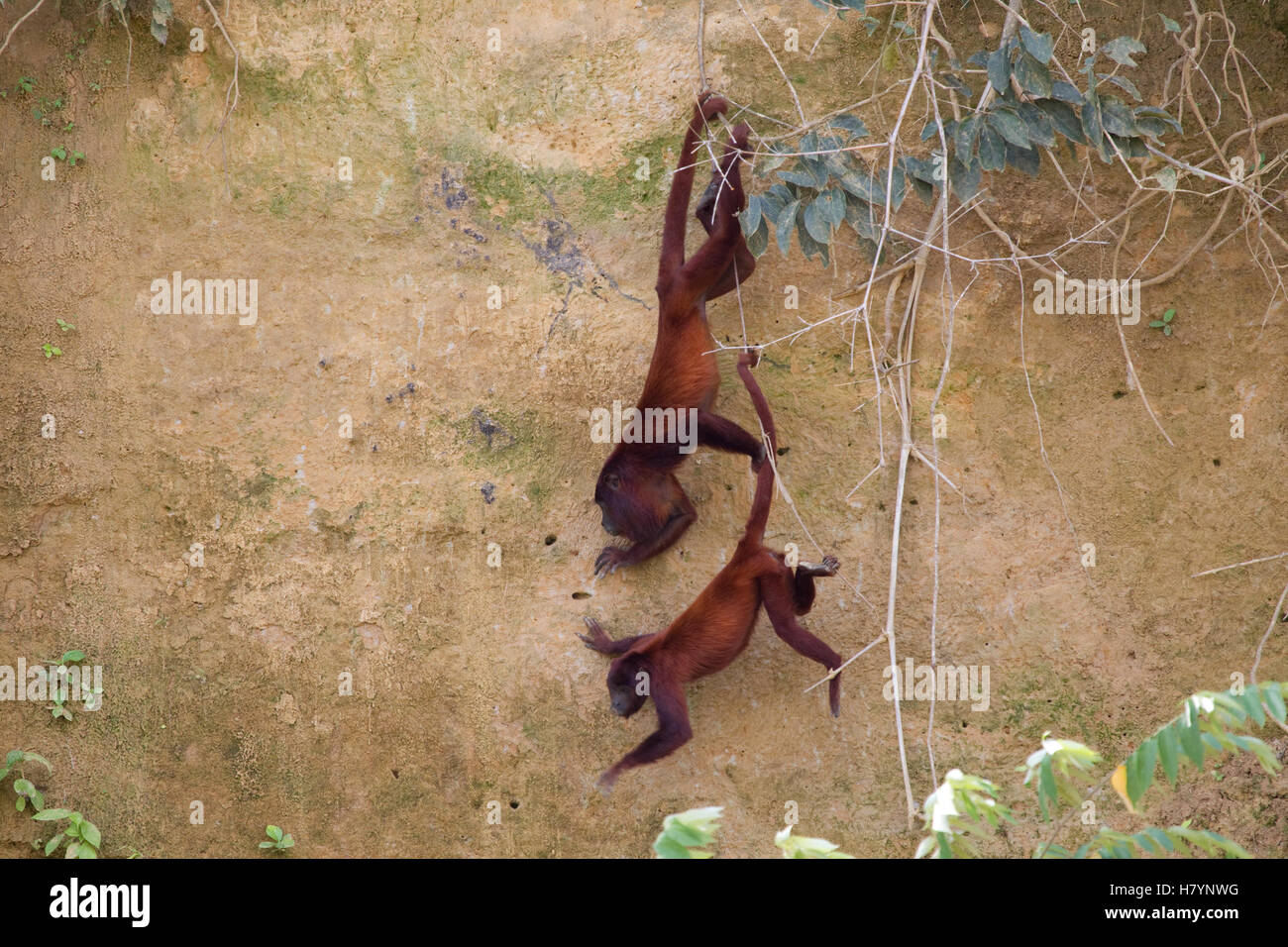 Red Howler Monkey (Alouatta seniculus) pair playing, Manu National Park ...