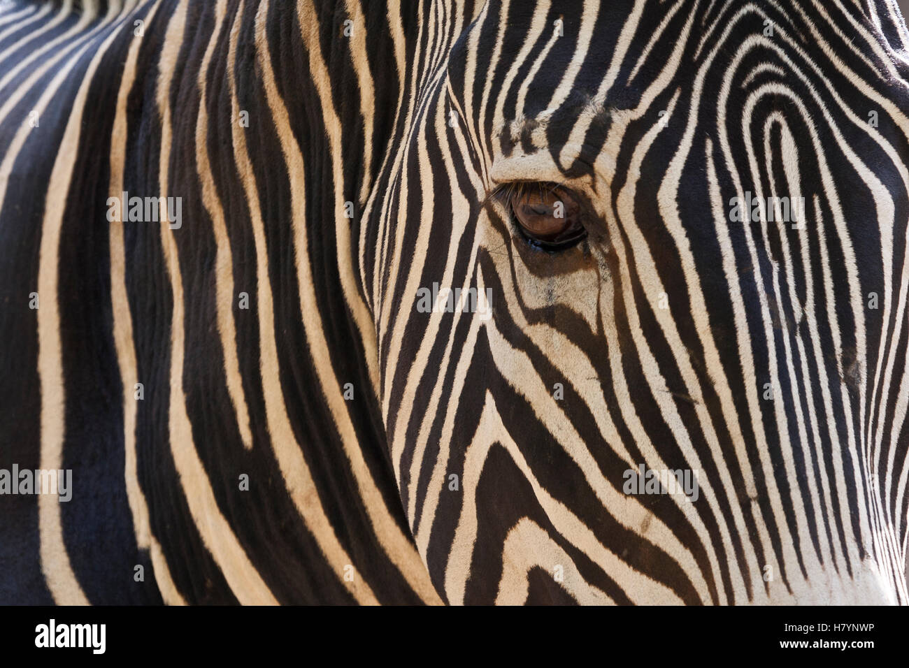 Grevy's Zebra (Equus grevyi), native to Africa Stock Photo - Alamy