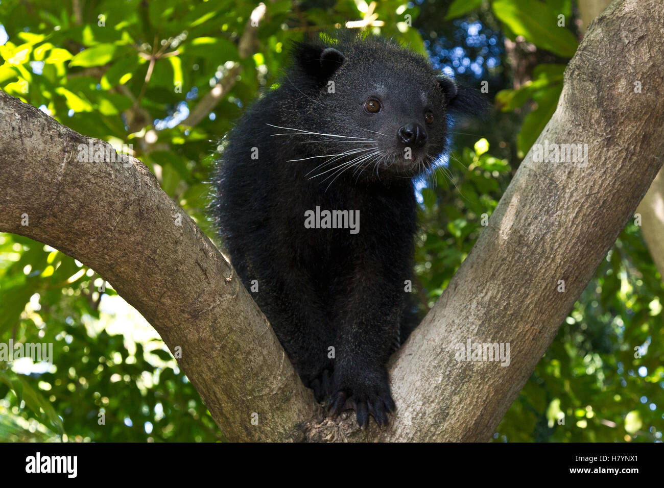 Binturong (Arctictis binturong) in tree, native to southeast Asia Stock ...