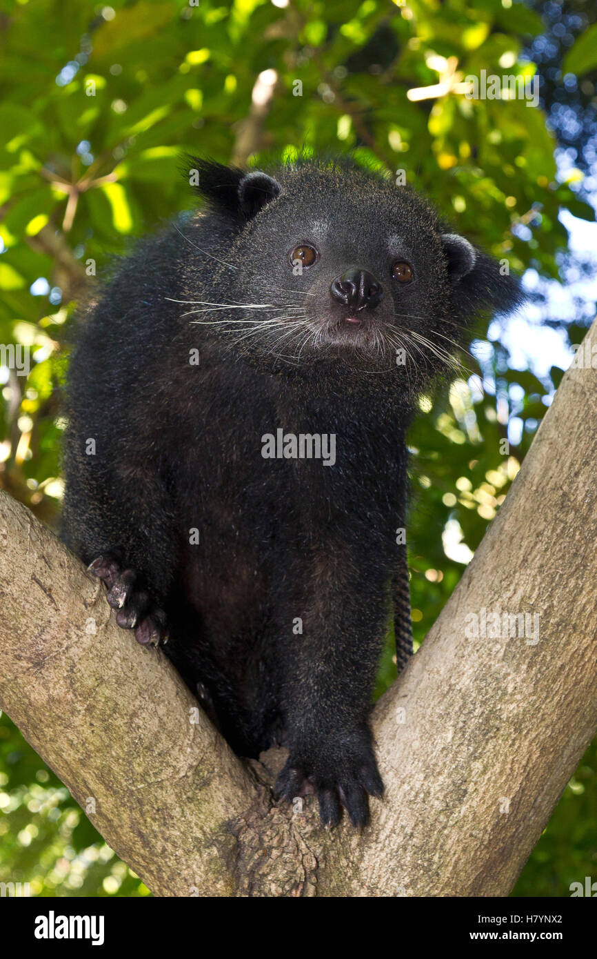 Binturong (Arctictis binturong) in tree, native to southeast Asia Stock ...