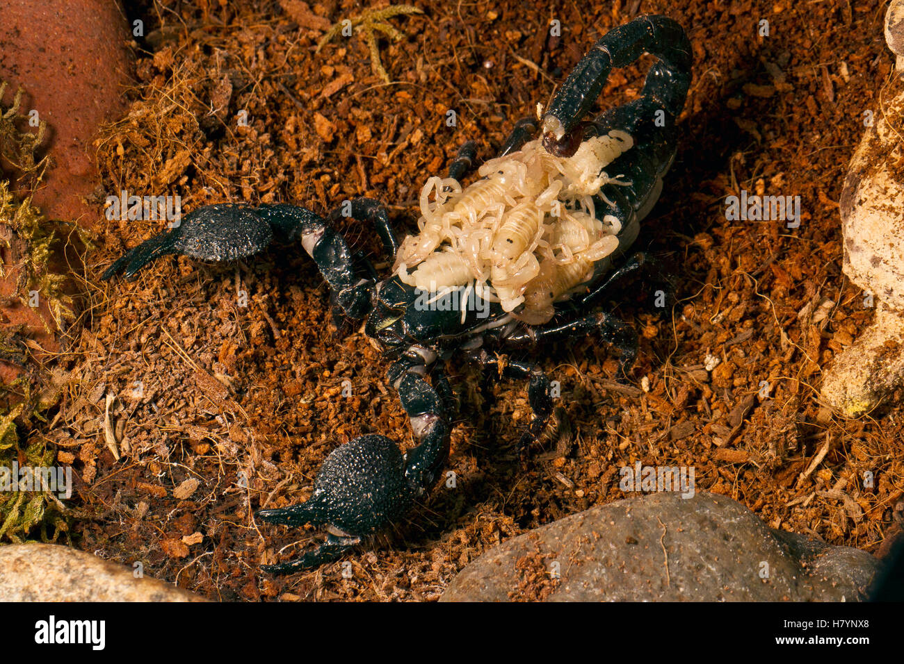 Emperor Scorpion Babies