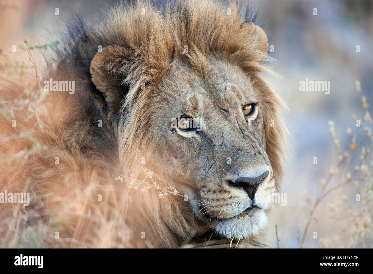 African Lion (Panthera leo) male, Moremi Game Reserve, Okavango Delta ...