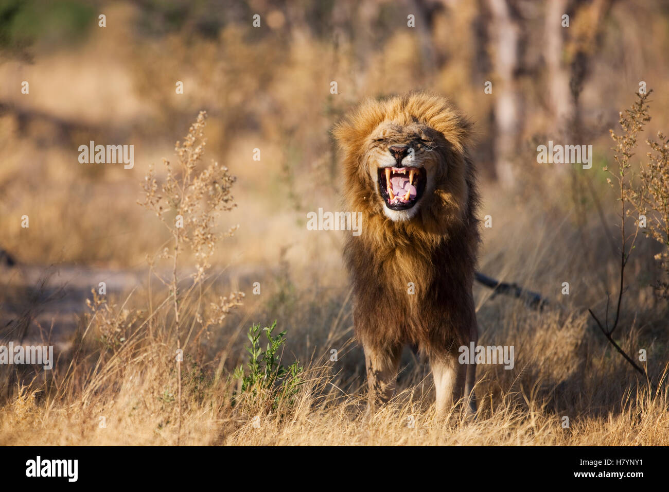 African Lion (Panthera leo) male flehming, Moremi Game Reserve ...