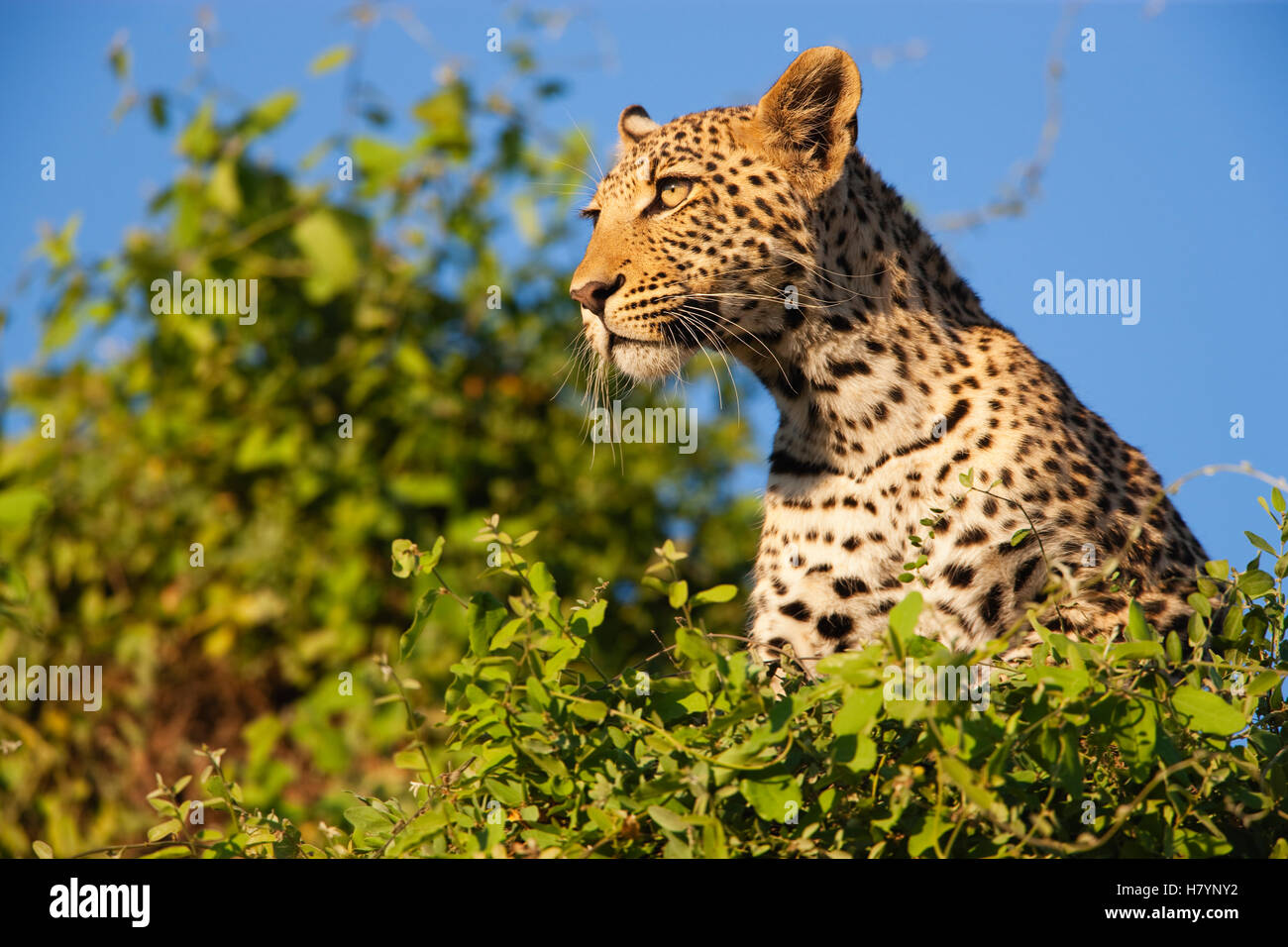 Leopard (Panthera pardus) in tree on lookout, Moremi Game Reserve ...