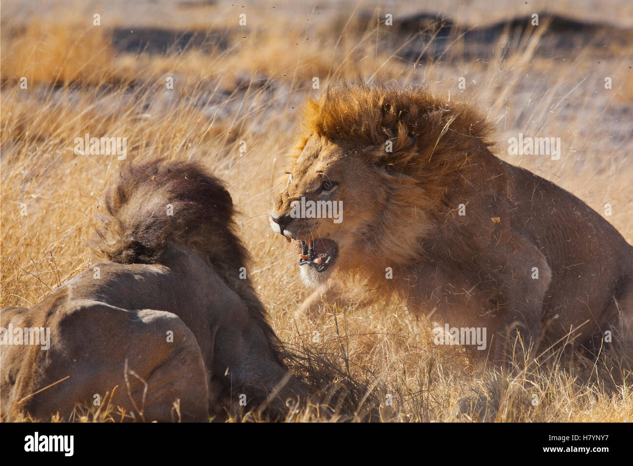 African Lion (Panthera leo) males fighting, Moremi Game Reserve ...