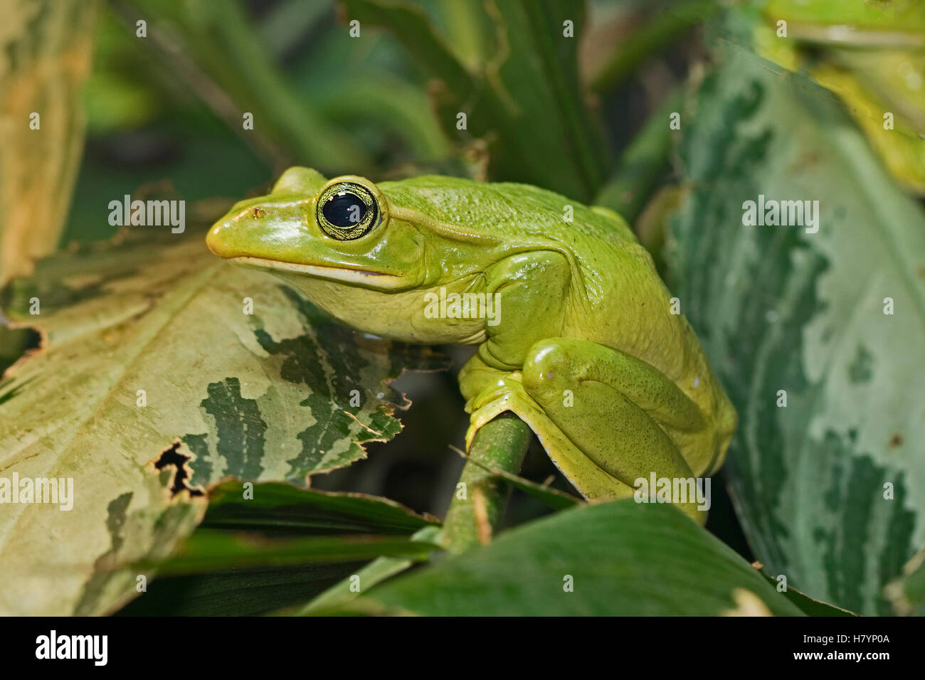 Green Flying Frog High Resolution Stock Photography and Images - Alamy