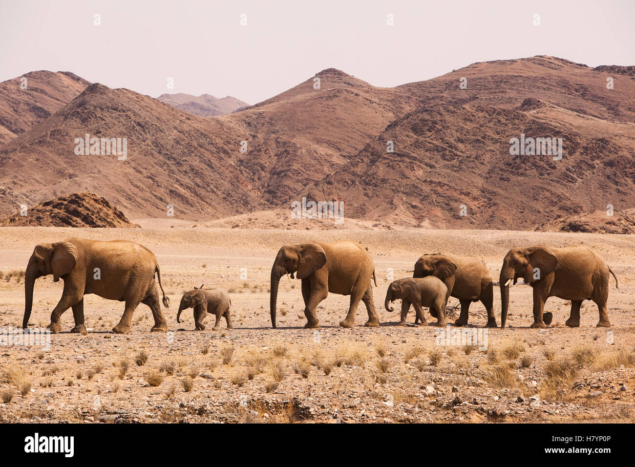 African Elephant (Loxodonta africana) herd crossing desert, Skeleton ...