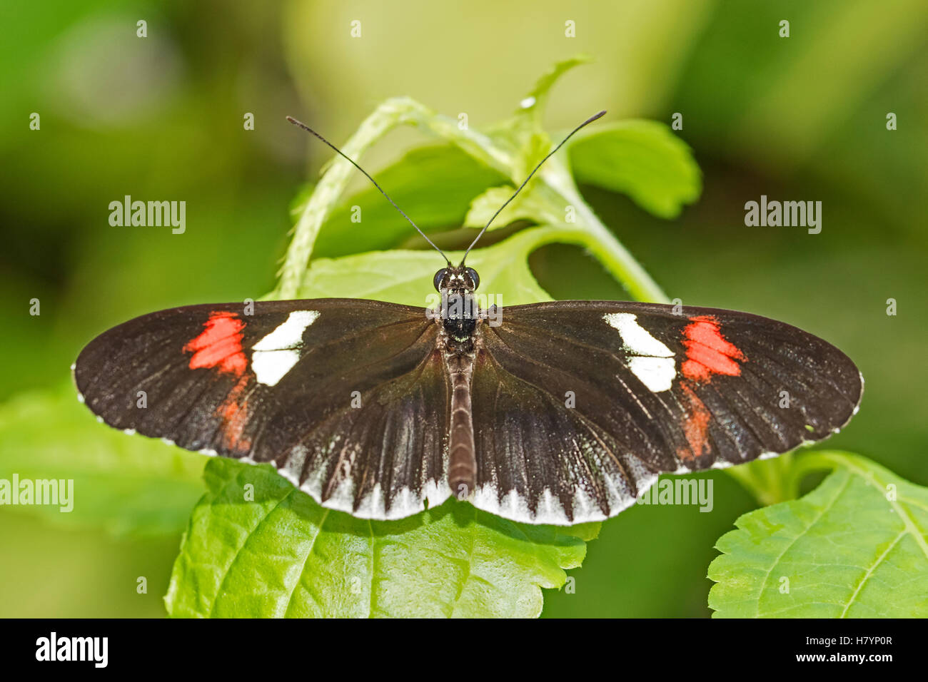 Postman butterfly heliconius melpomene hi-res stock photography and ...