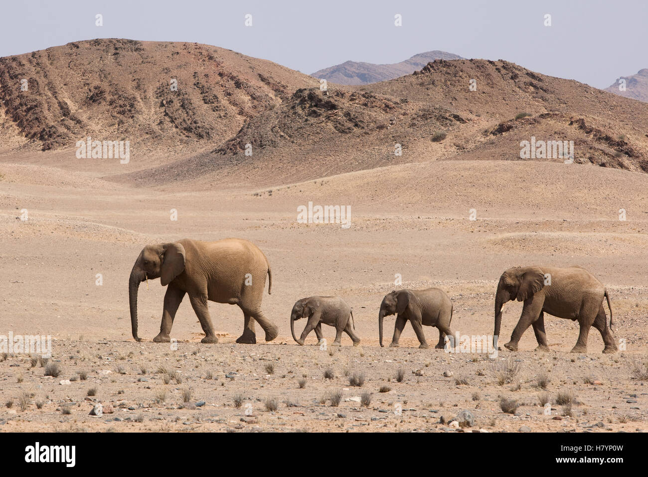African Elephant (Loxodonta africana) female and calves crossing desert ...