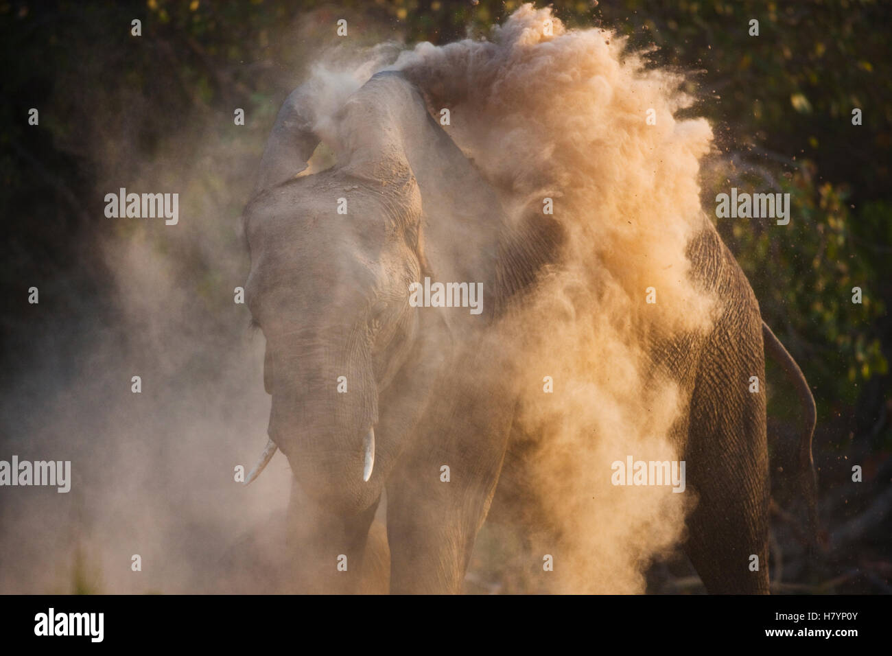 African Elephant (Loxodonta africana) dusting, Skeleton Coast, Namib ...