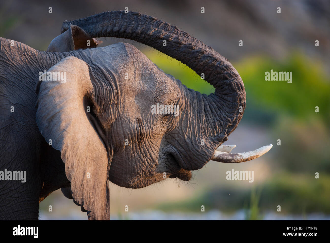 African Elephant (Loxodonta africana) scratching ear with trunk ...