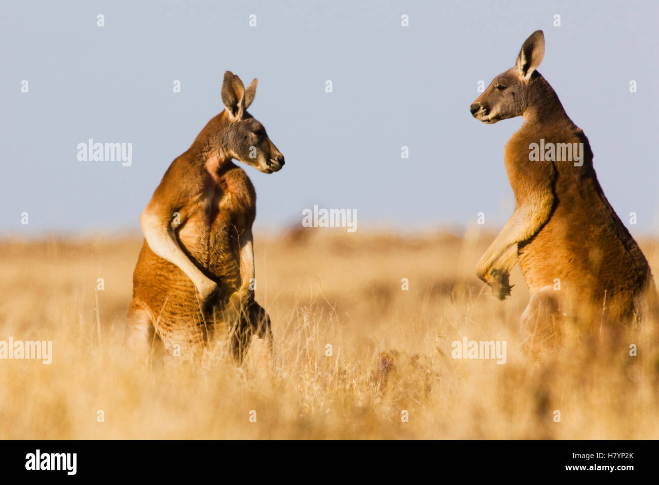 Red Kangaroo (Macropus rufus) males facing each other before fight over ...