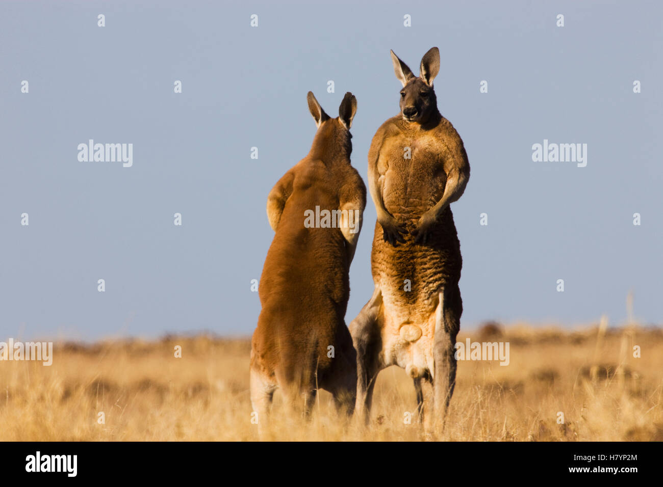 Red Kangaroo (Macropus rufus) males facing each other before fight over ...