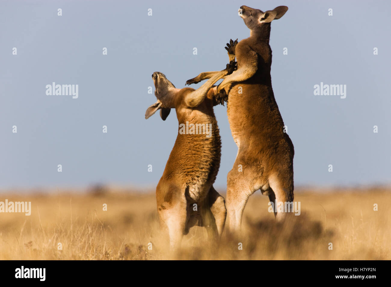 Red Kangaroo (Macropus rufus) males fighting, Sturt National Park, New ...